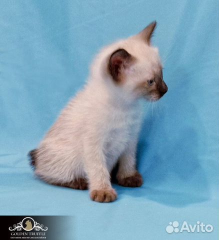 Котята меконгского бобтейла