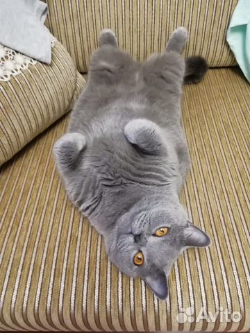 Британская кошка бесплатно