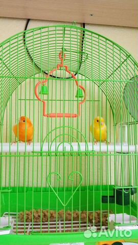 Канарейка и кенар с клеткой