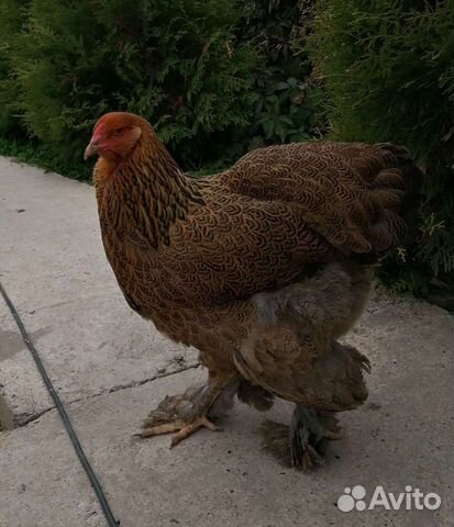 Яйцо Брама куропадчатая, Виандот серебро