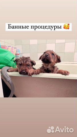 Щенки собака чехов