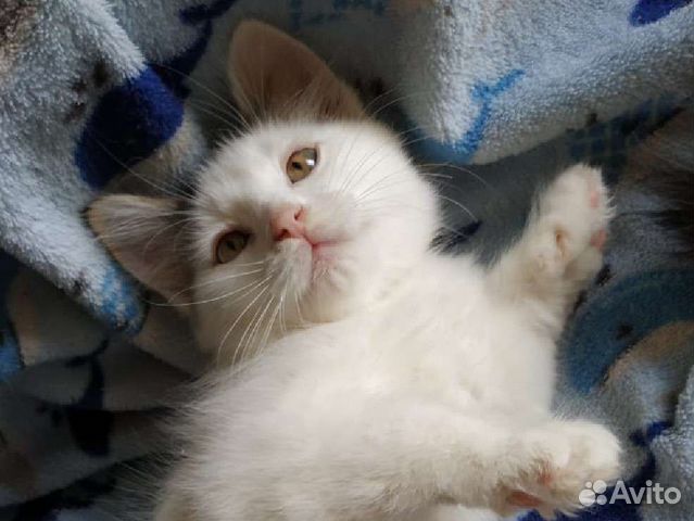 Котёнок Амур