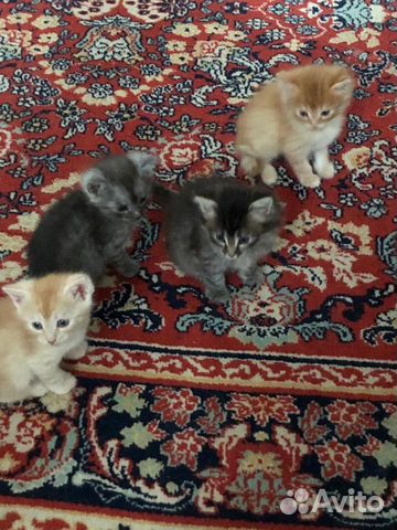 Котята в добрые руки