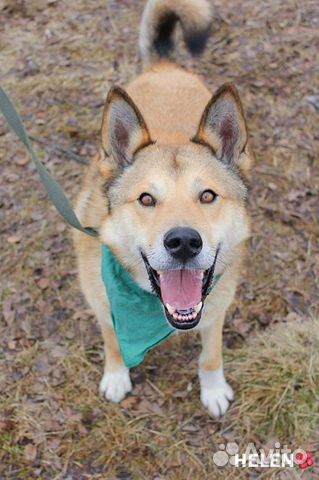 Собака в добрые руки