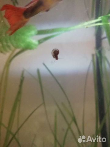 Улитки катушки жби