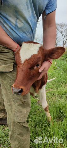 Продаётся тёлка