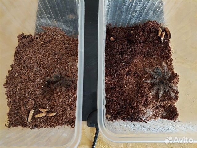 Пауки птицееды 2шт с кормовыми насекомыми