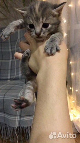 Кошка