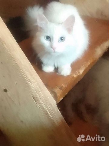 Кошка из приюта Бездомные друзья