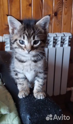Котята саванна