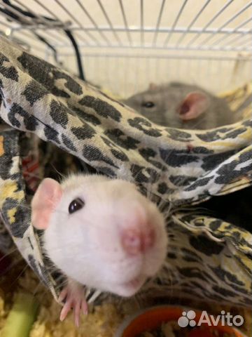 Крыски дамбо (мальчики)