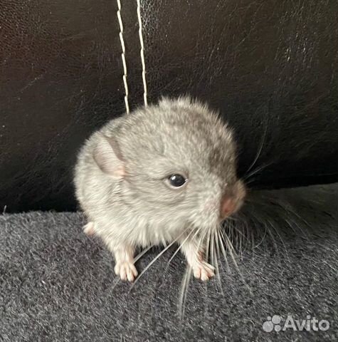 Шиншилла, мальчик