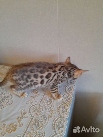 Бенгальская