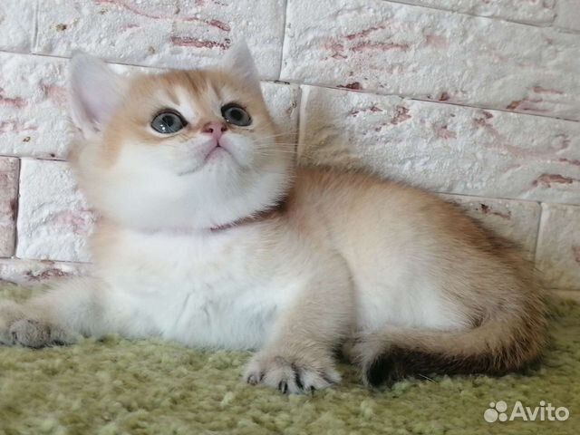 Британская девочка