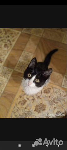 Котенок в дар бесплатно