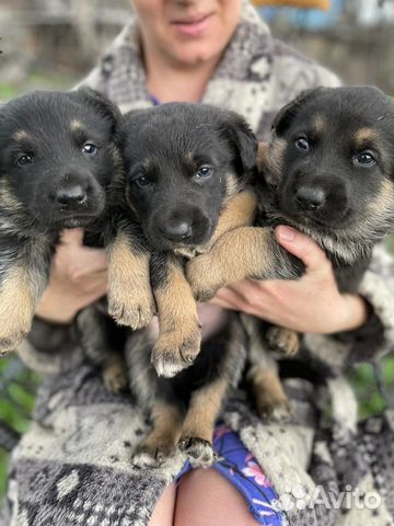 Лапики ищут дом