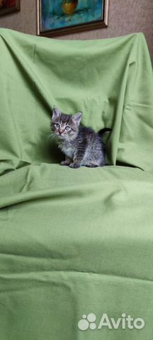 Котята метис Египетской мау