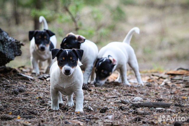 Племенной питомник «Корвентус»