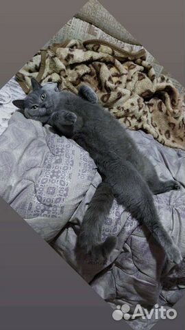 Британский кот на вязку