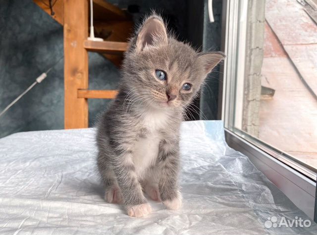 Серый полосатый котёнок 1,5 мес