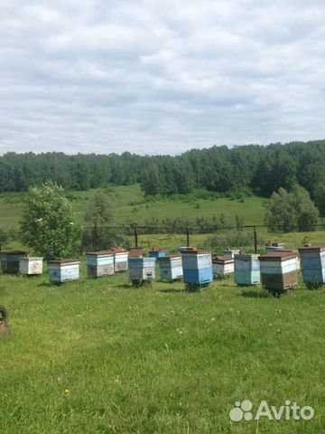Продажа пчелосемьи