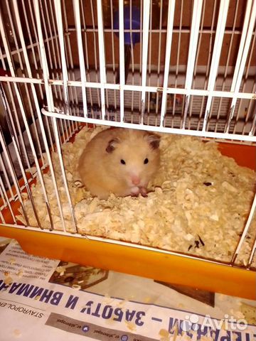 Сирийский хомяк мальчик