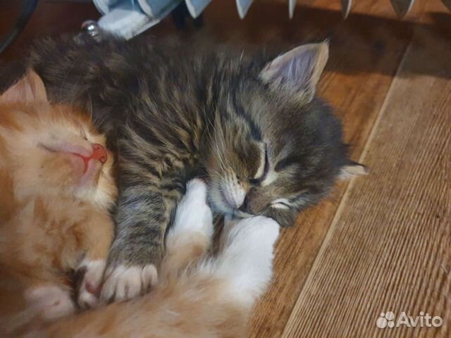 Коты маленькие Месяц