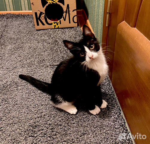 Котенок с приданым бесплатно