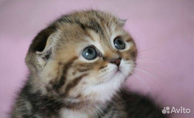 Плюшевые вислоухие и прямоухие котята