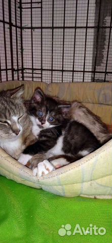 Котенок в добрые руки