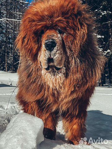 Тибетский мастиф щенки