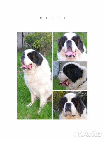 Сенбернар вязка, щенки