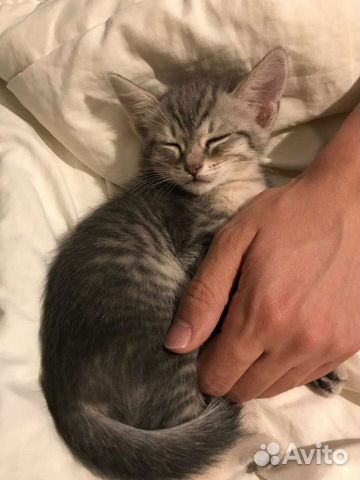 Британская кошка