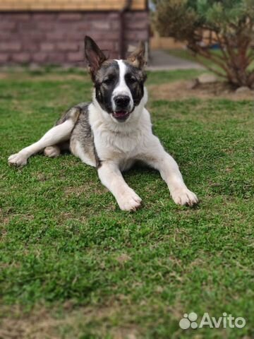 Щенок Джек ищет дом