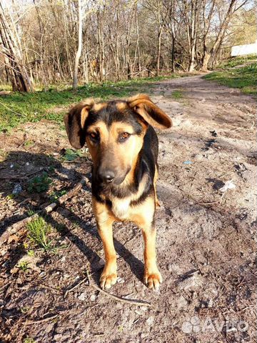 Злата щенок девочка 4мес