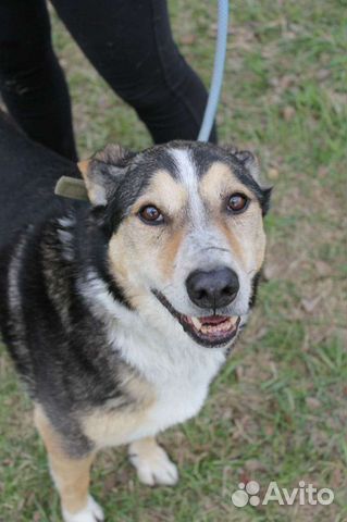 Пёс Конор в добрые руки