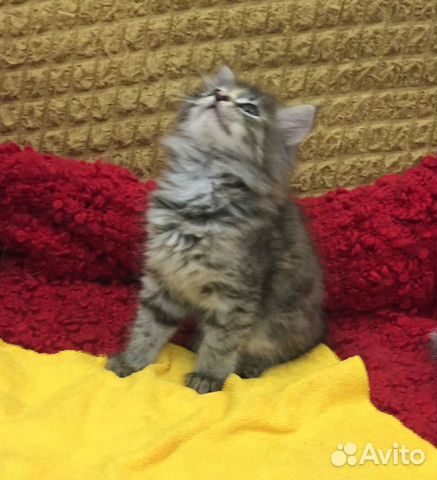 Норвежский лесной котенок ищет семью