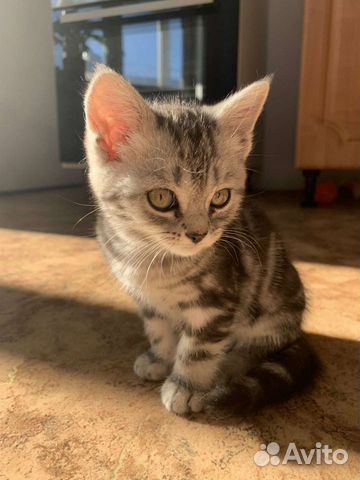 Британская кошка