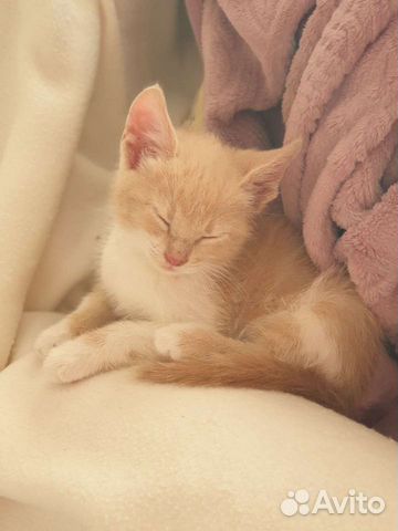 Персиковая малышка