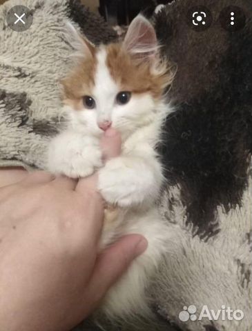 Кот- подросток, 7 мес