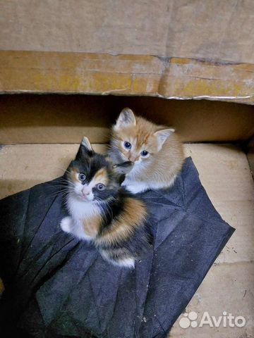 Кошки