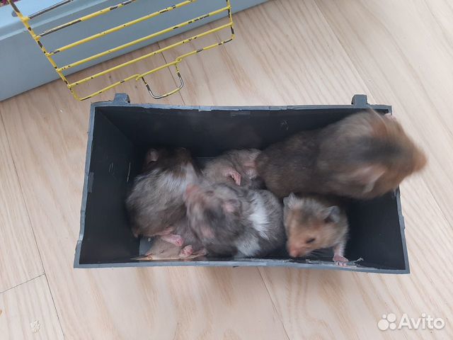 Сирийские хомячки