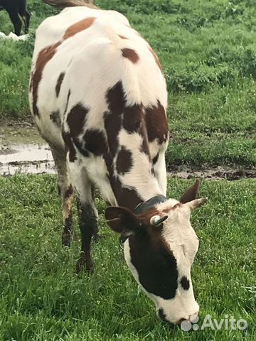 Первотелки