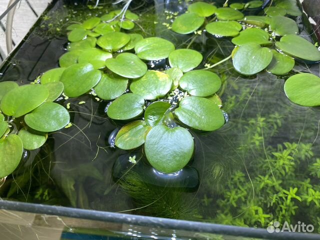 Аквариумные растения прополка