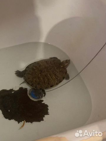 Красноухая черепаха