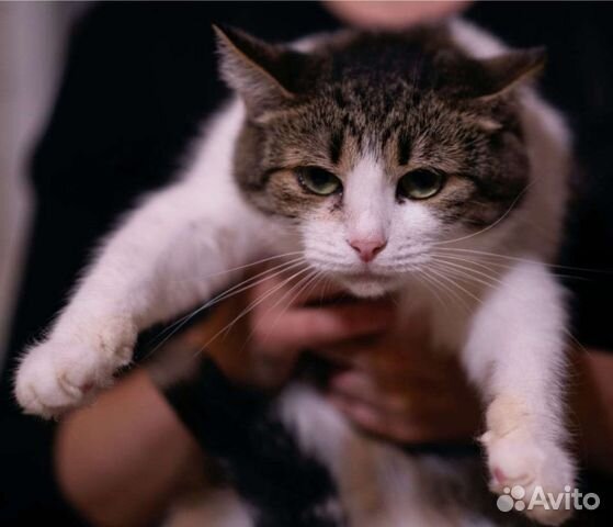Кошка Маша 2 года, стерилизована