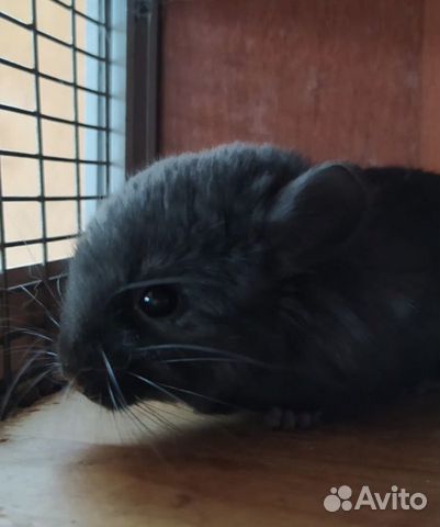 Шиншилла мальчик
