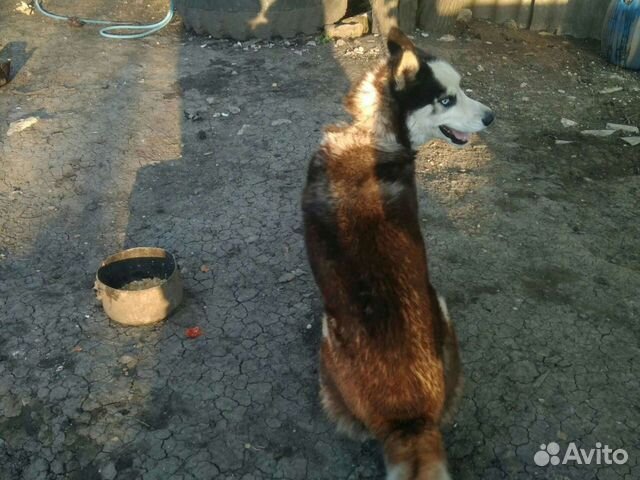 Сибирский хаски