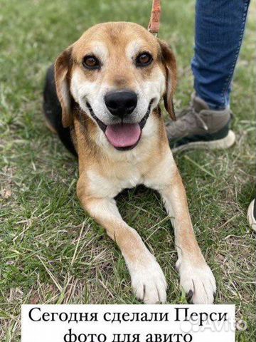 Перси бигль нужен новый дом заберите из приюта