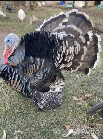 Инкубационное яйцо